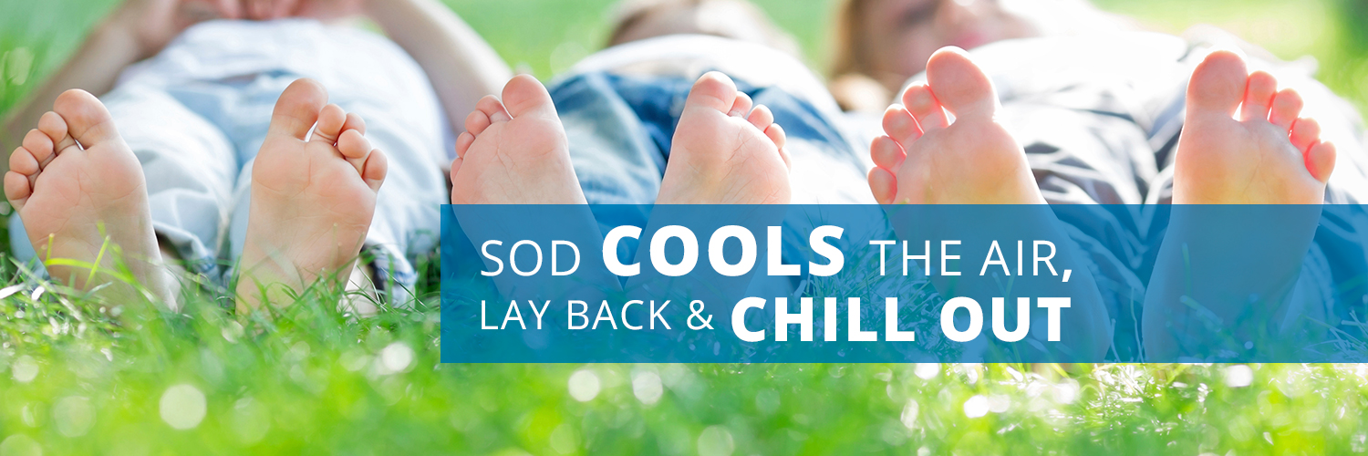 Manderley Turf | Fresh Sod | Soil | Seed | Fertilizer