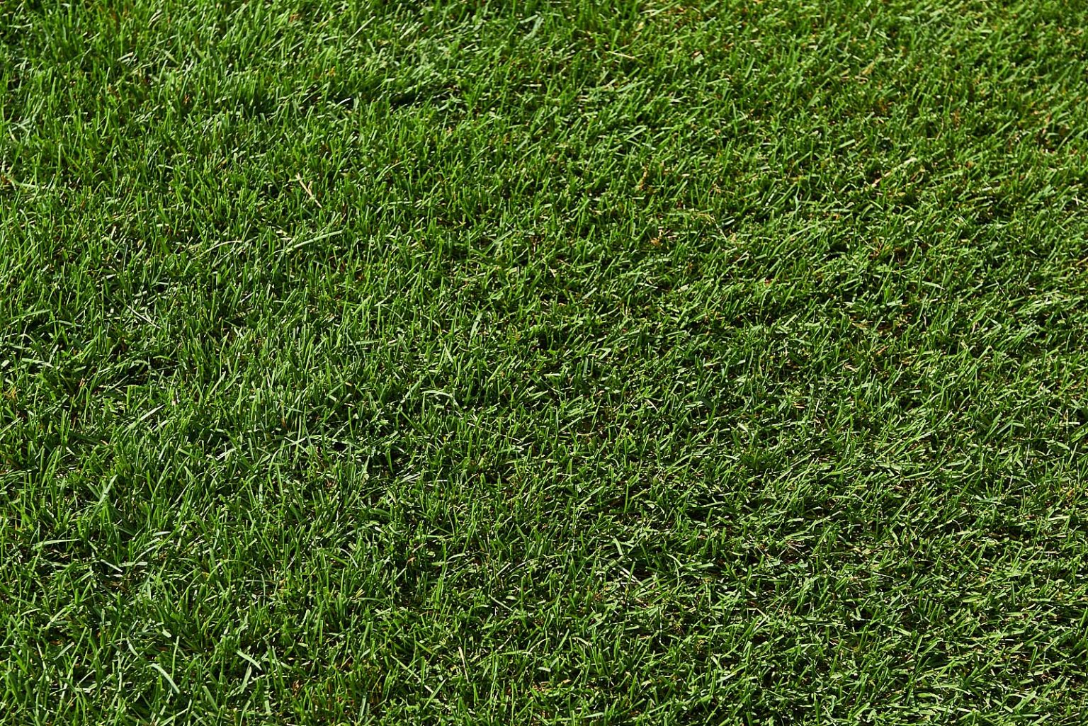 Semence de gazon | qualité professionnelle | Manderley